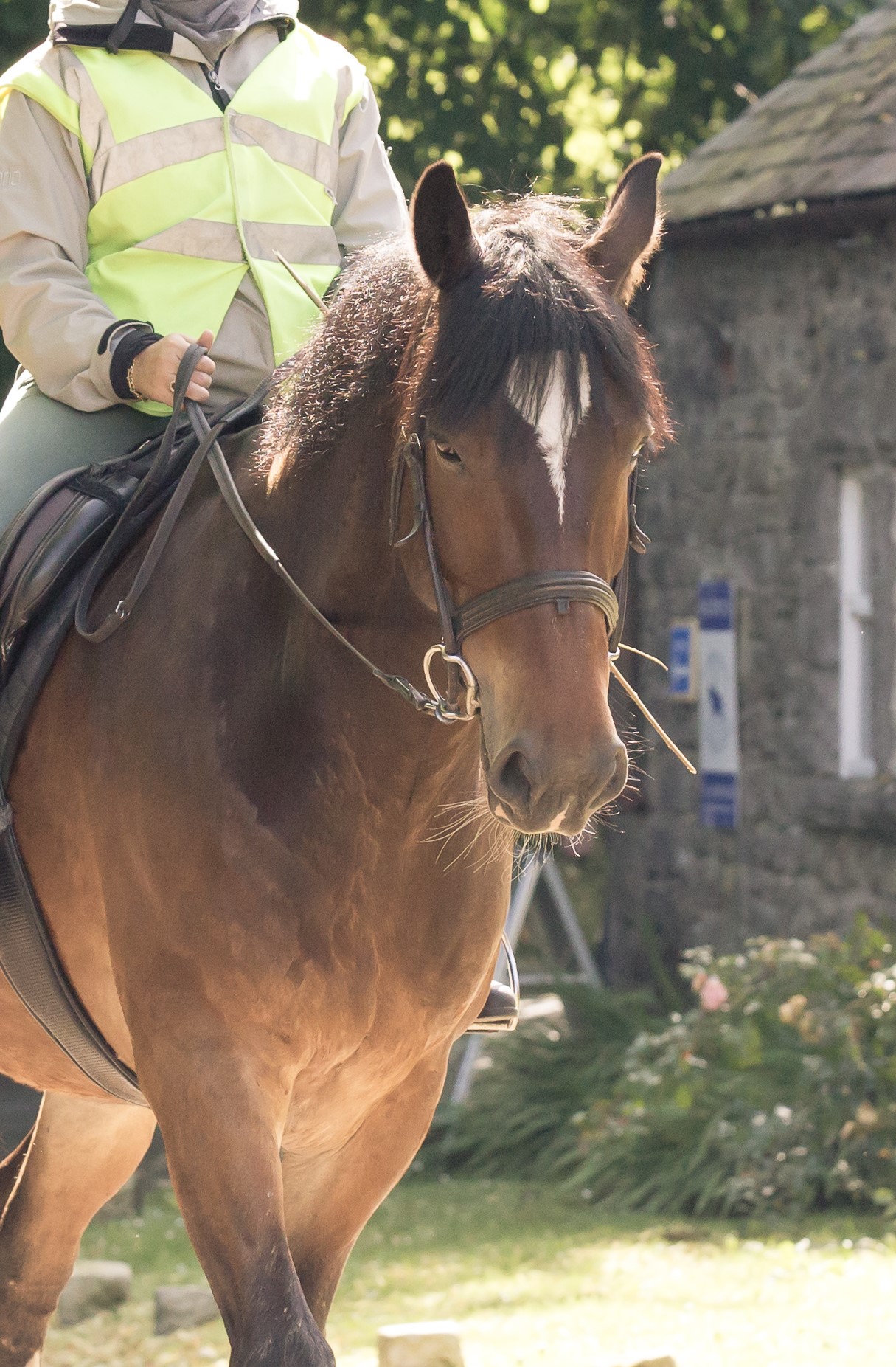 Riding Holidays - Witherslack Riding School